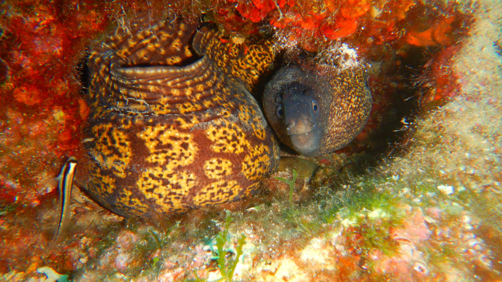 DIVING TRIPS Scuba Diving Split | Venus Diving Center