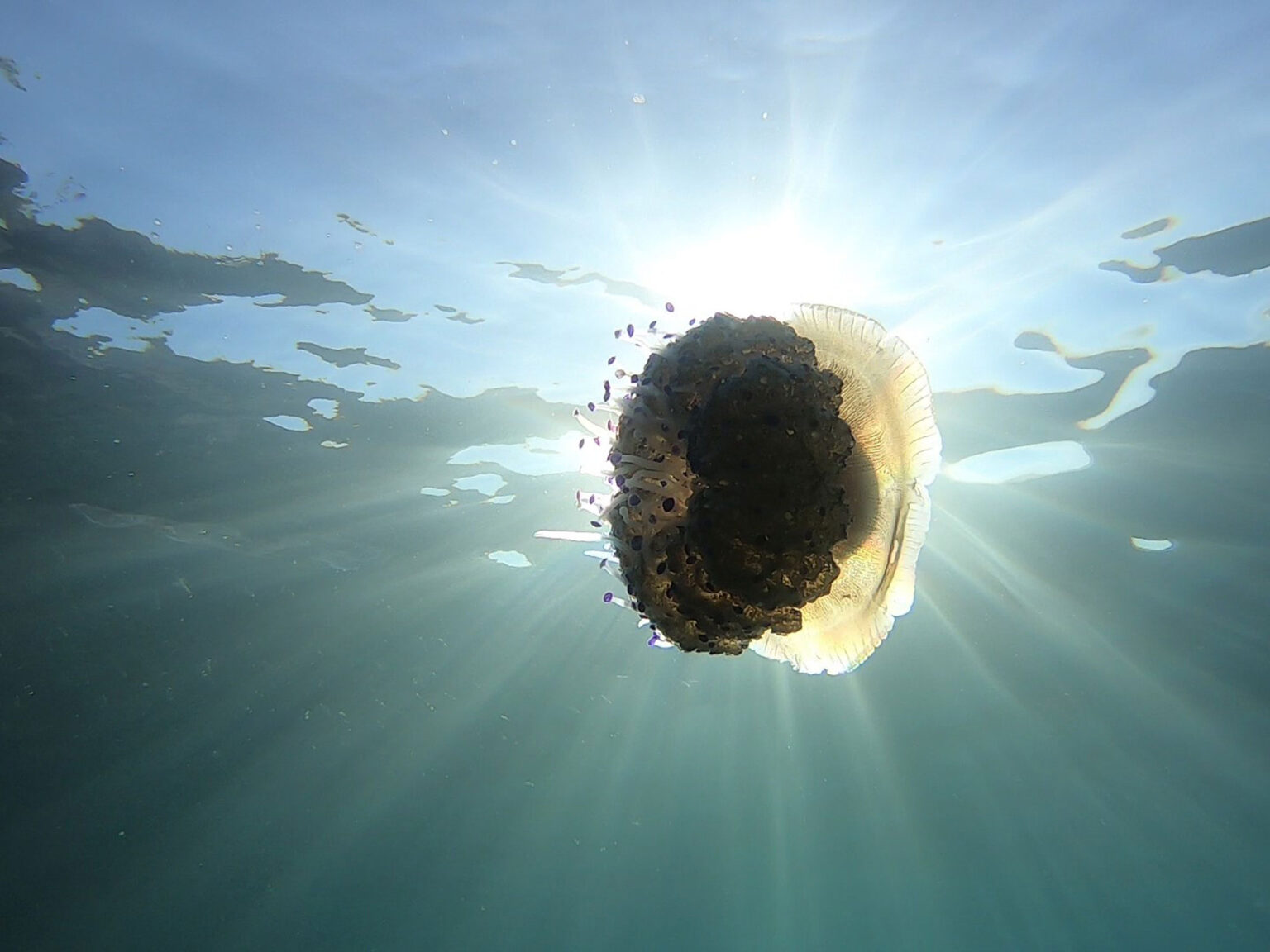 DIVING TRIPS Scuba Diving Split | Venus Diving Center