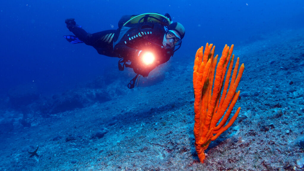 PADI DIVING COURSES Scuba Diving Split | Venus Diving Center