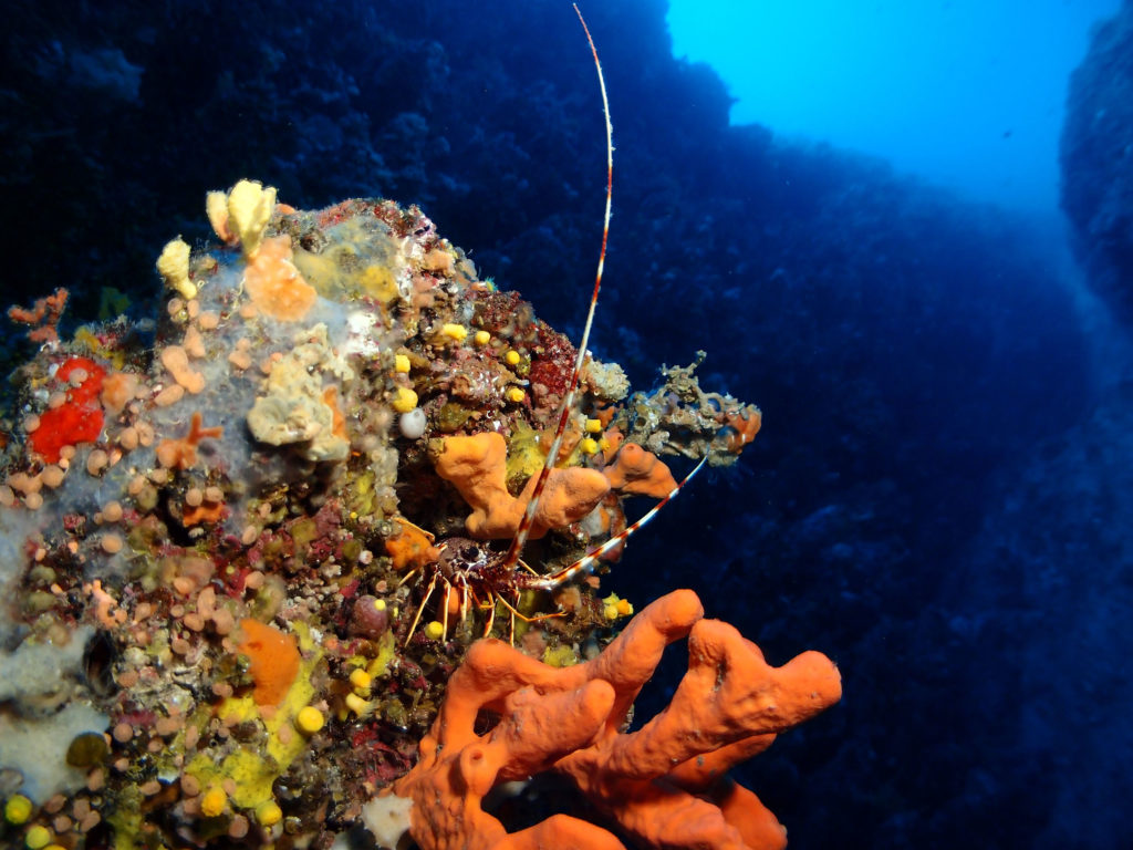 Scuba diving in Split best vacation | Venus Diving Center